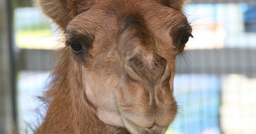 Douglas the Camel | Visit Vicksburg